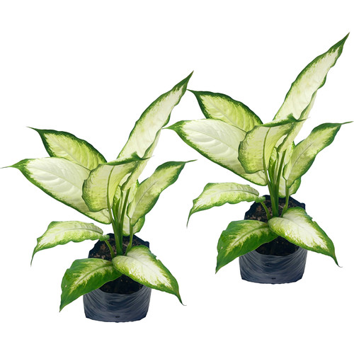 Dieffenbachia Camille (Dumb Cane) 2 Pack Live Plant | Leal Plants