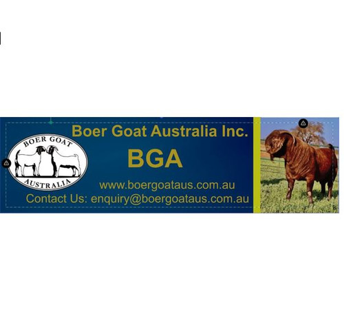 BGA Red or Standard Boer Bumper Sticker | Boergoataustralia