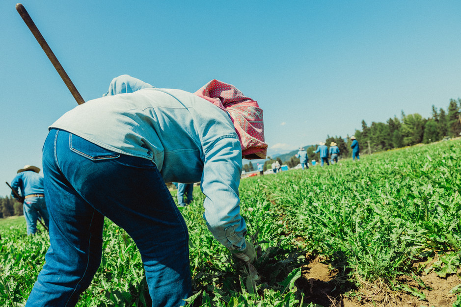 amway // nutrilite farms | Cooper Pattison