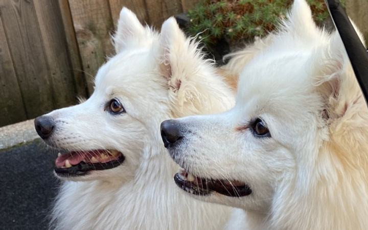 Contact the Northern Japanese Spitz Club