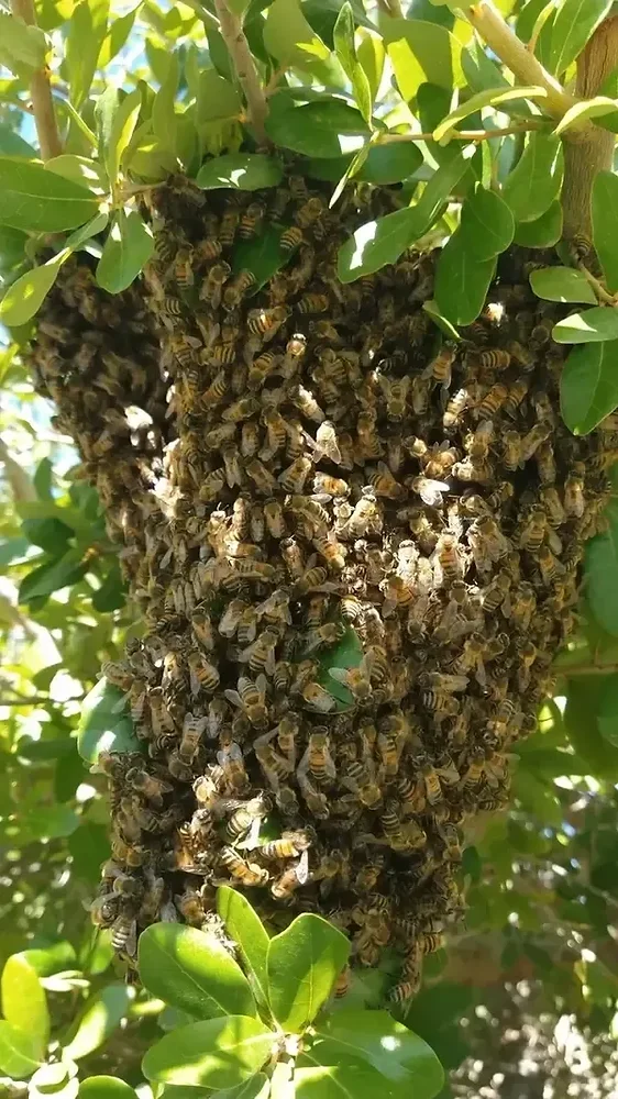 Beehive in a Tree: A Beautiful Sight