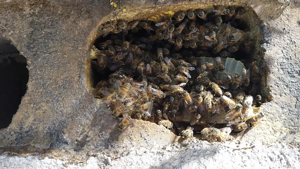 Jerry’s Double Bee Removal: Saving Two Bee Colonies in Las Vegas