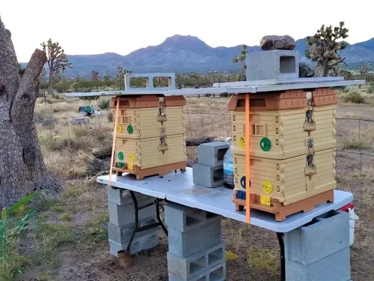 Beekeeping in the Desert