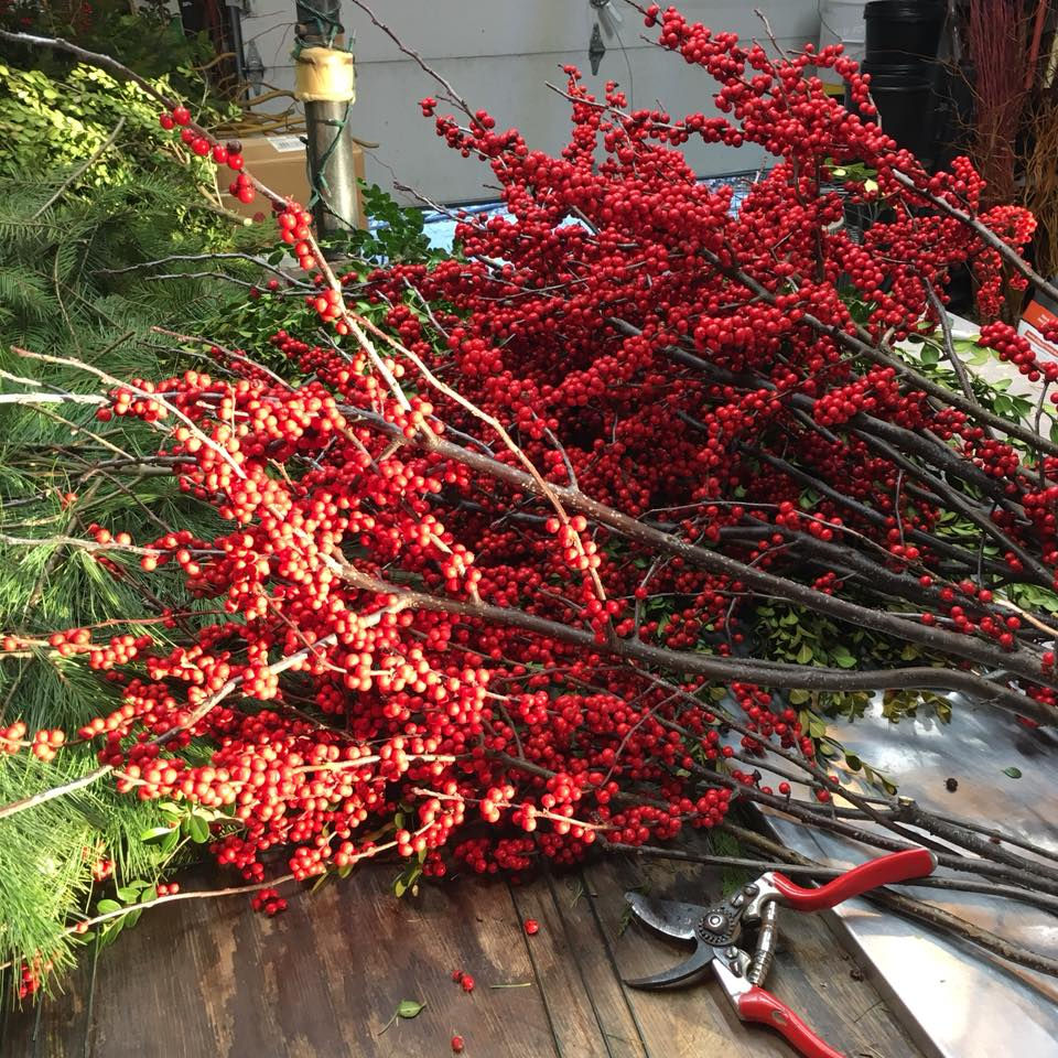Winterberry: A fall and winter favorite