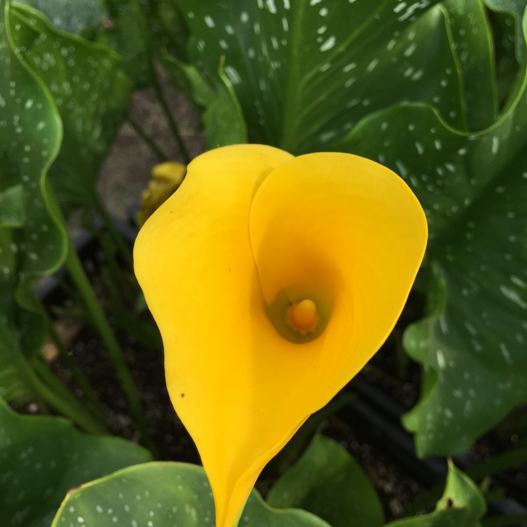 Calla Lily yellow calla-lily-yellow