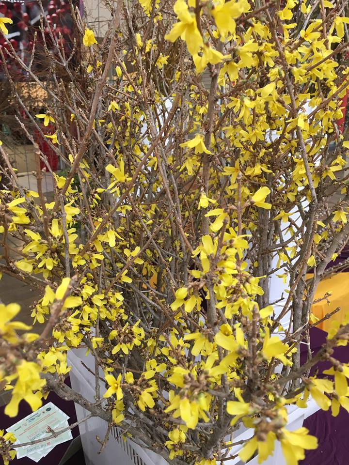 Spring Flowering Branches from Illinois Willows