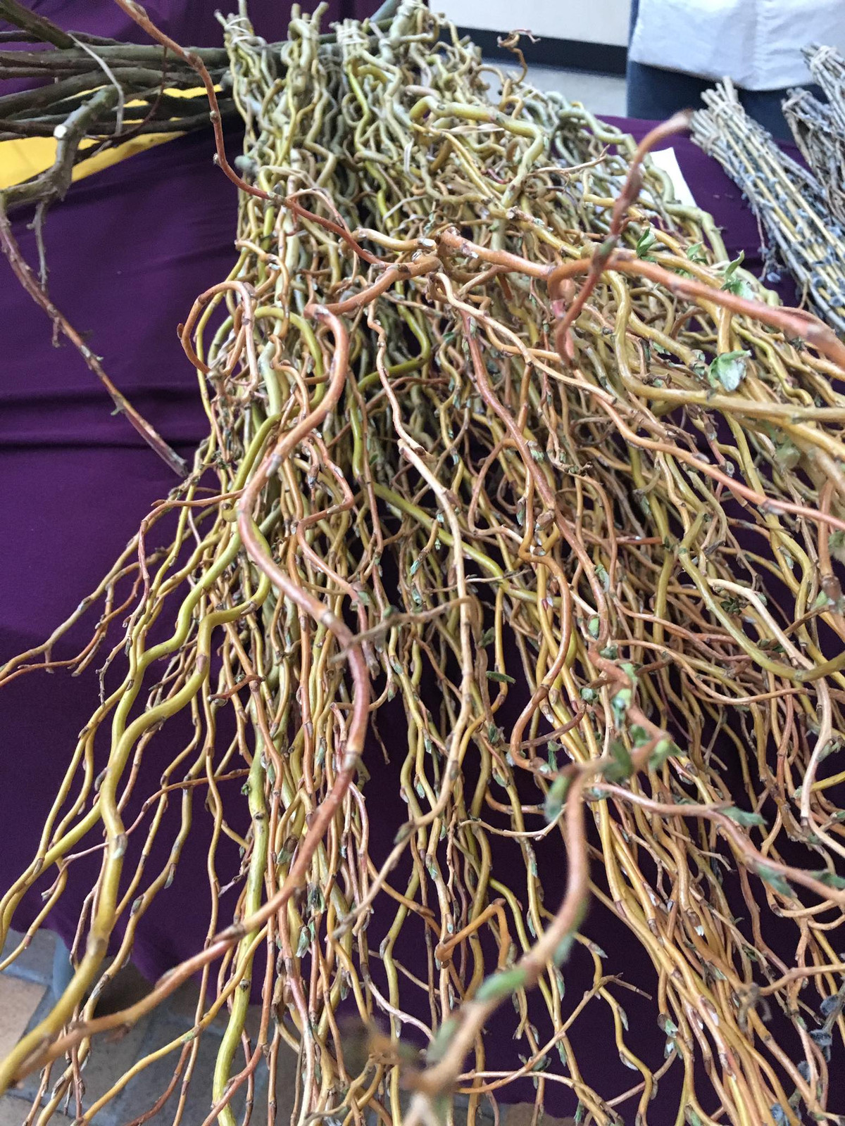 Curly Willow (medium grade)