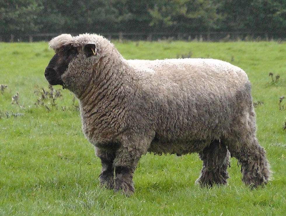 Oxford Down Sheep | Oxford Down Sheep Breeders Association