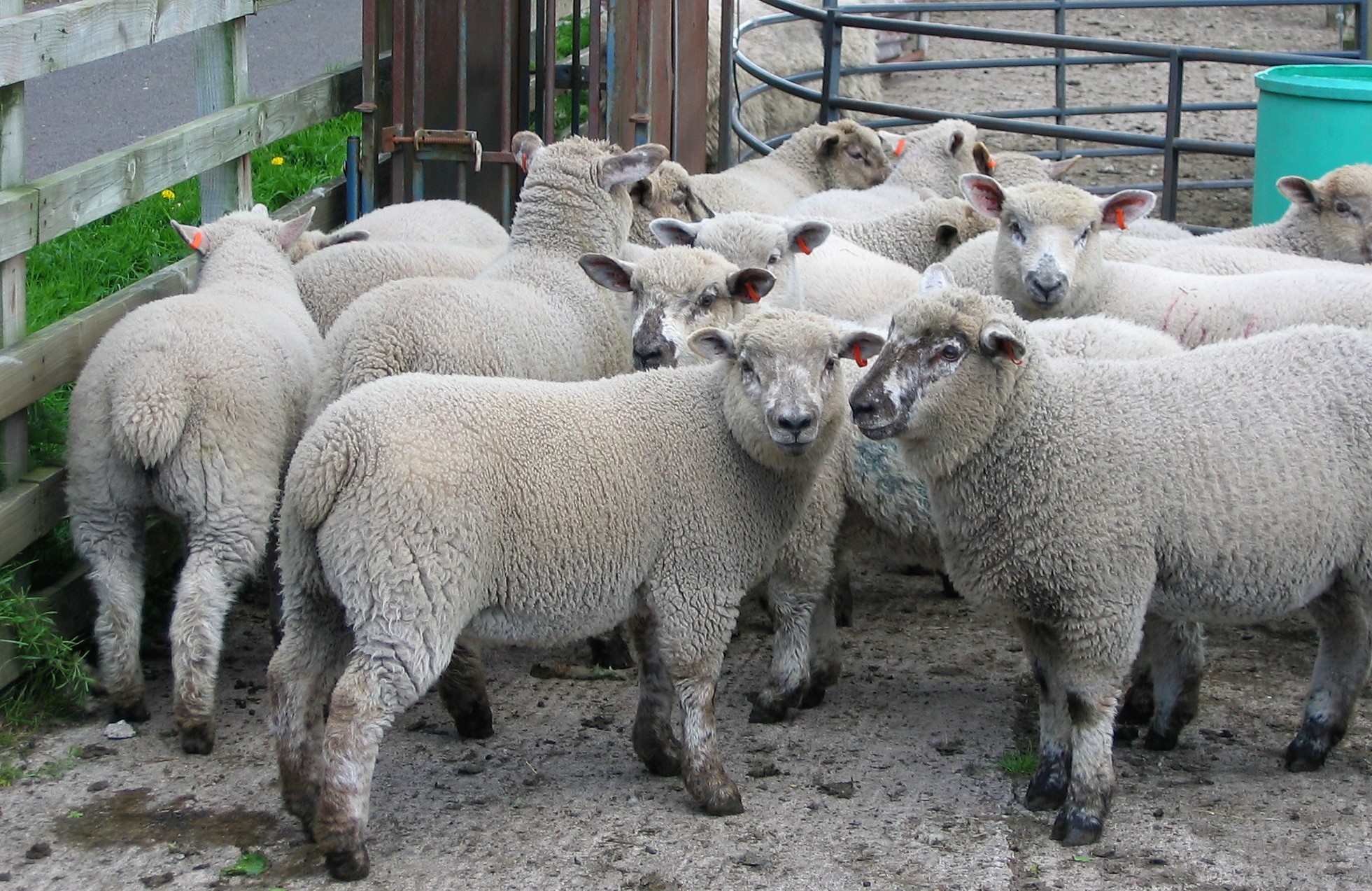 Gallery Oxford Down Sheep | Oxford Down Sheep Breeders Association