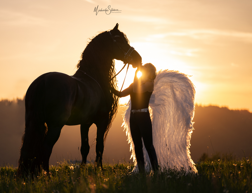 Pferdefotografie und Hundefotografie aus Österreich