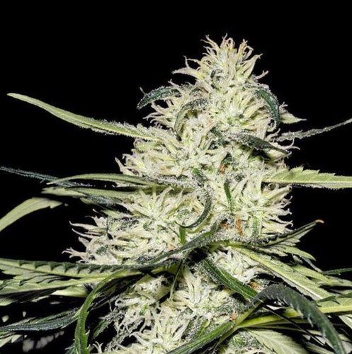 Franco Lemon Cheese | Signature Clones