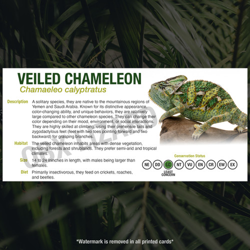Veiled Chameleon Laminated Info Card | OBX Lizard Land