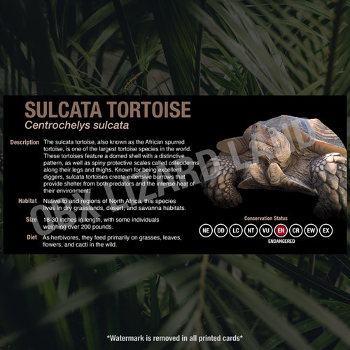 Sulcata Tortoise Laminated Info Card | OBX Lizard Land