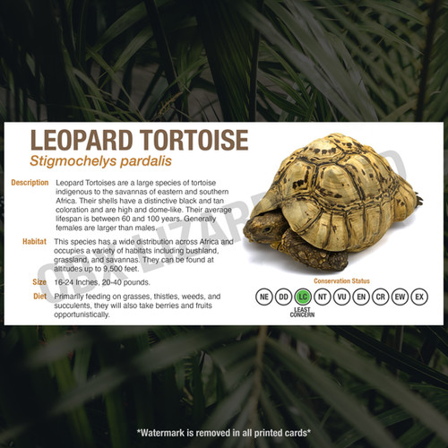 Leopard Tortoise Laminated Info Card | OBX Lizard Land