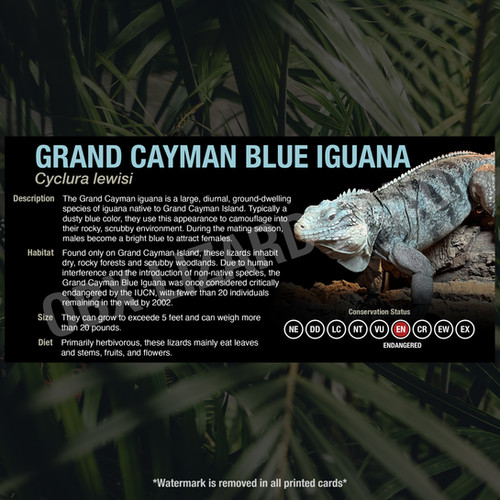 Grand Cayman Blue Iguana Laminated Info Card | OBX Lizard Land