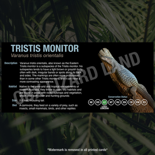 Tristis Monitor Laminated Info Card | OBX Lizard Land