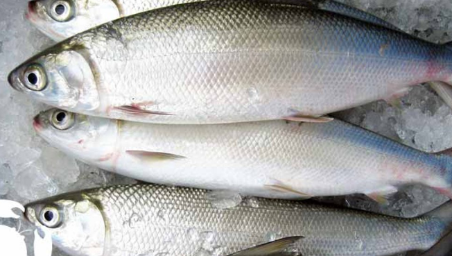 5 Jenis Ikan Air Payau yang Banyak Dibudidayakan