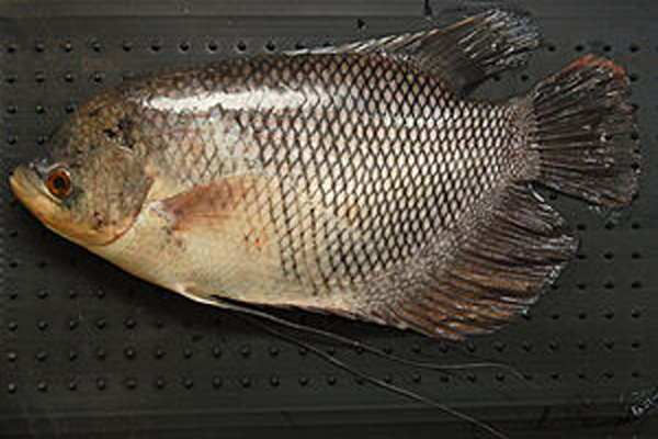 Beberapa Jenis Ikan Gurame di Indonesia