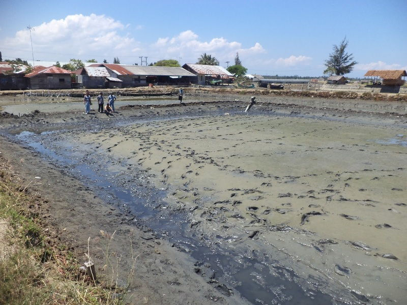 Teknik Pemupukan Tambak Udang yang Baik