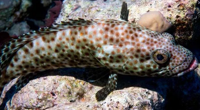 11 Jenis Ikan Kerapu Termahal di Indonesia