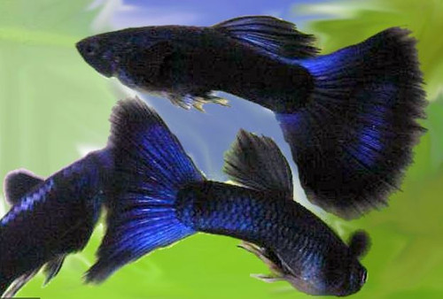 Blue Moscow | samaquarium