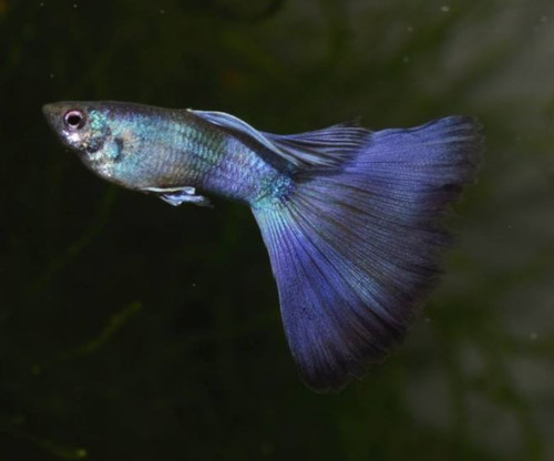 Purple Moscow | samaquarium