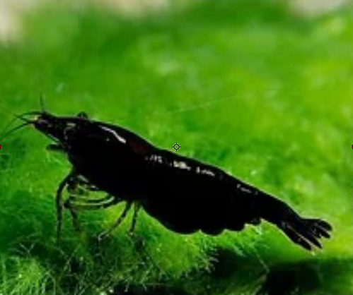 Black Cherry Shrimp | samaquarium