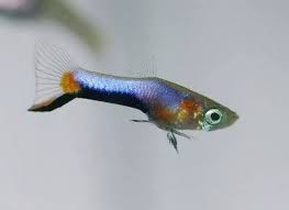 French blue star Endler Guppy | samaquarium