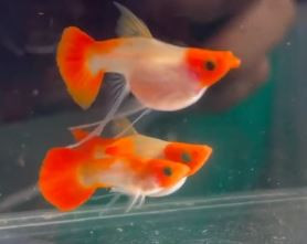 Red Balloon Koi Ribbon Guppy | samaquarium