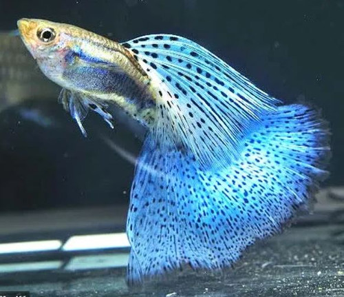 Blue Grass guppy | samaquarium