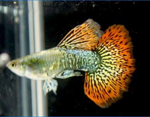 Red Dragon Dumbo | samaquarium