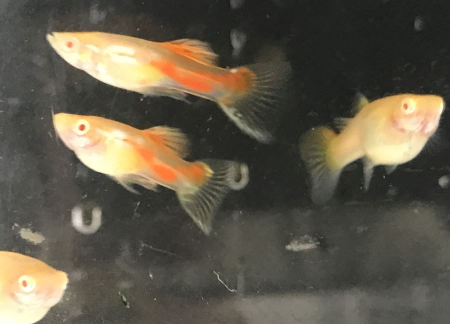 Rare pure strain guppies | Guppy King | Queensland moscow guppies