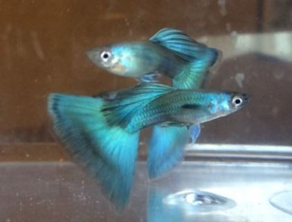 Green Emerald Moscow | samaquarium