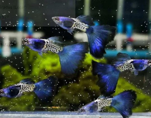 Blue Metal Snakeskin Guppy | samaquarium