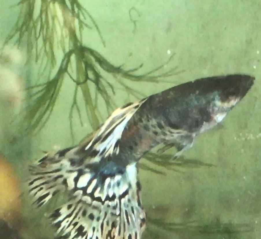 Rare pure strain guppies | Guppy King | Queensland moscow guppies