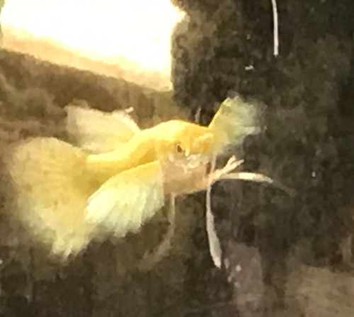 24K Full Gold Ribbon Dumbo Guppy | samaquarium