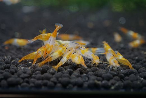 Yellow Rili Shrimp | samaquarium