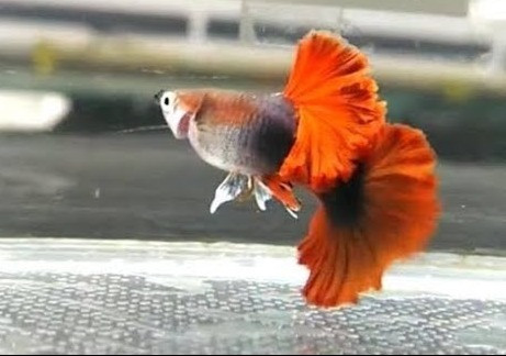 Red Rose Tail Guppy | samaquarium