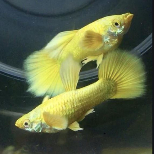 24K full gold Guppy | samaquarium