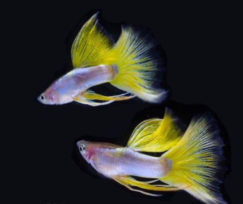 Yellow Pingu Ribbon guppy | samaquarium