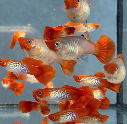 Red Snakeskin Koi Gupppy | samaquarium