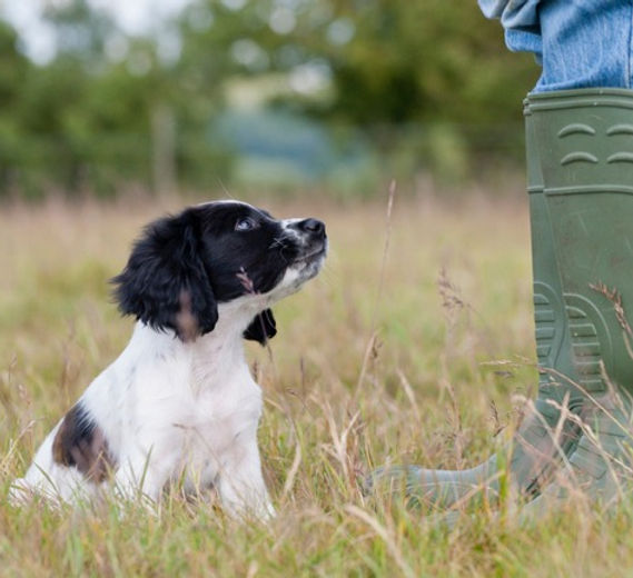 springer spaniel adoption