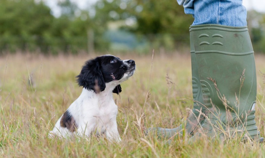 English Springer Spaniel Puppies for Sale Minnesota & English Springer ...