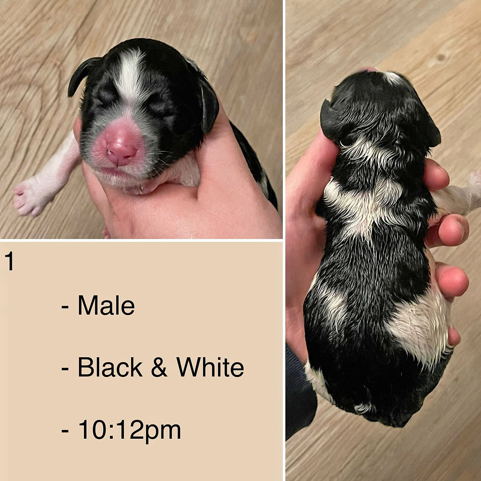 Available Springerdoodle Puppies For Sale