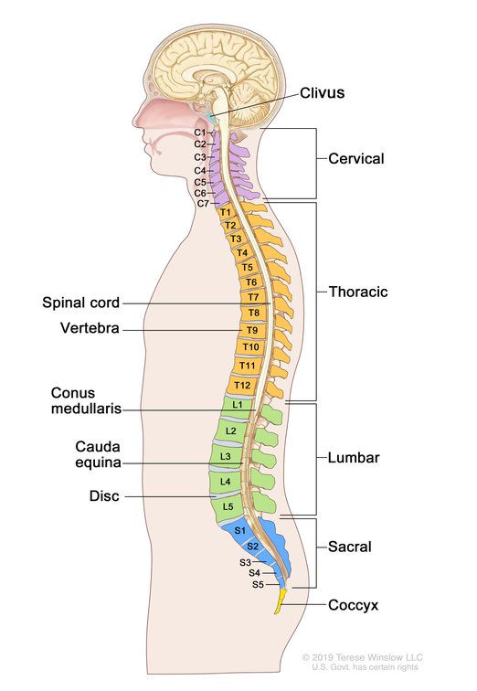 A Guide to Spinal Anatomy and Related Back Pain Conditions
