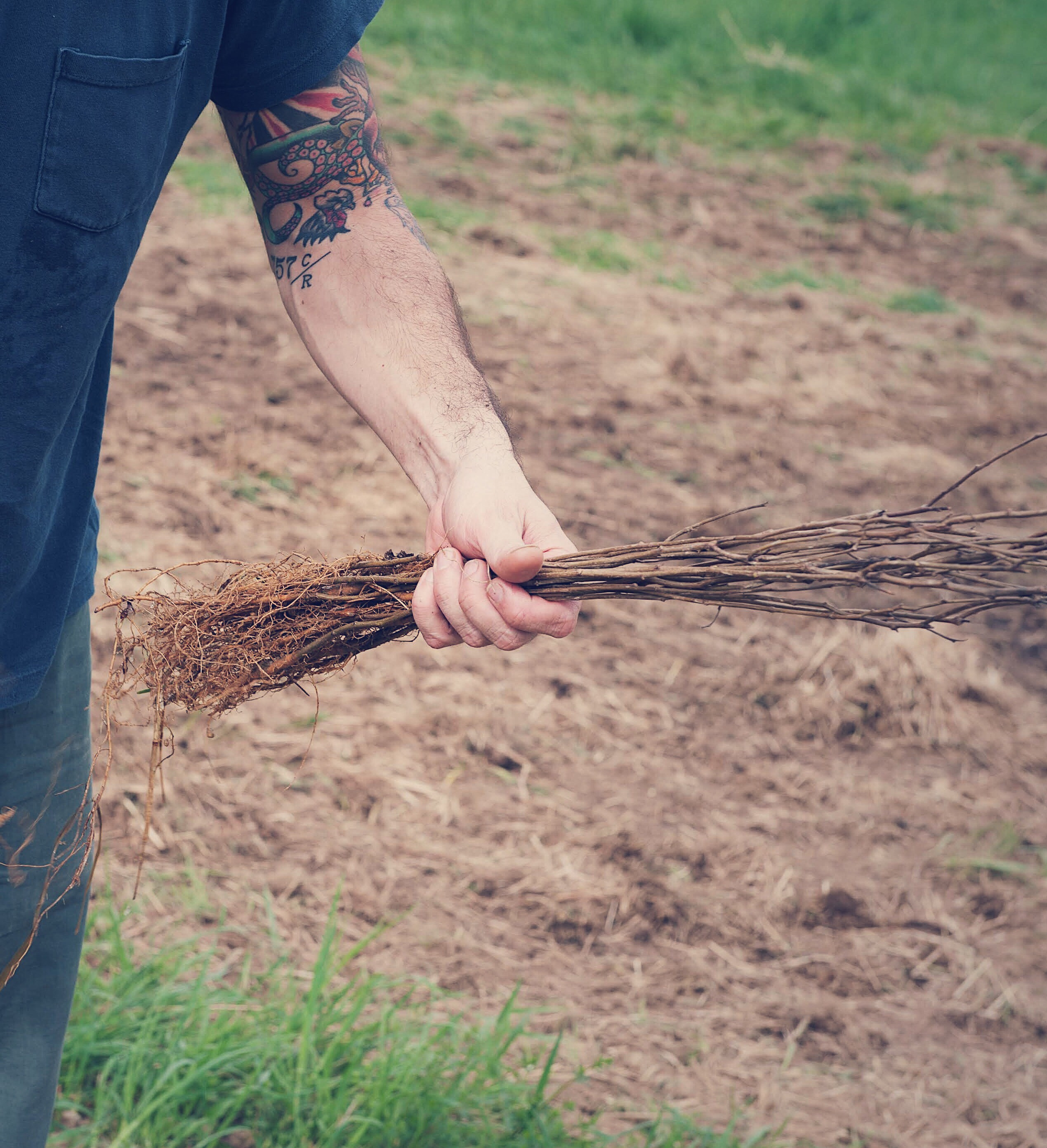 Tree Planting with Housatonic Valley Association | Harlem Homestead