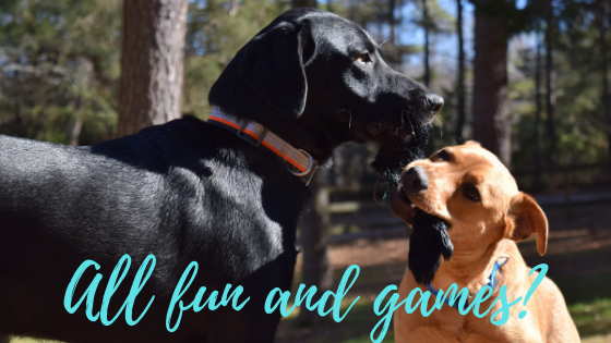 Understanding Dog-Dog Interactions