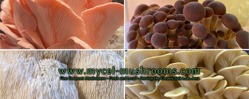 All Products | mycel-mushrooms.com