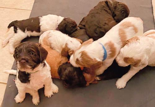 Puppies | Happydayslabradoodle