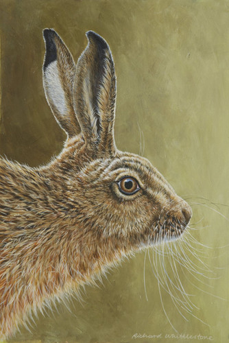 Hare Portrait | Richard Whittlestone Wildlife Gallery
